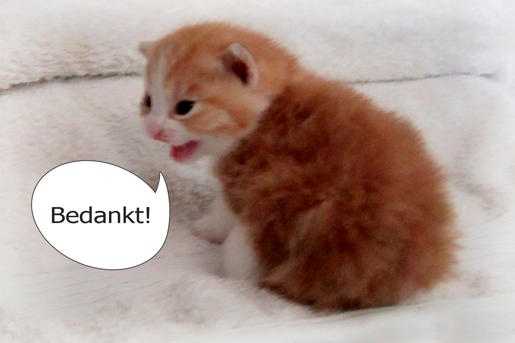 Geef een donatie | Stichting Scheldekat