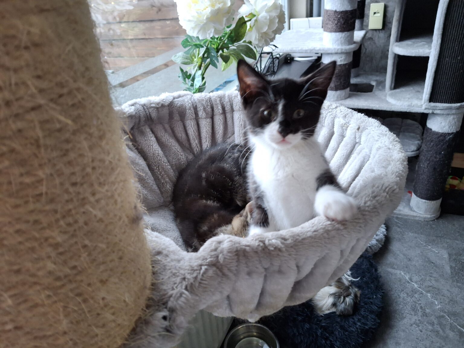 Dora, Binkie, Luna en Diego